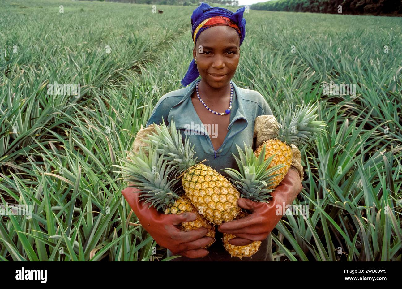 Ivory Coast, Dabou Portrait of an agricultural worker showing harvested ...