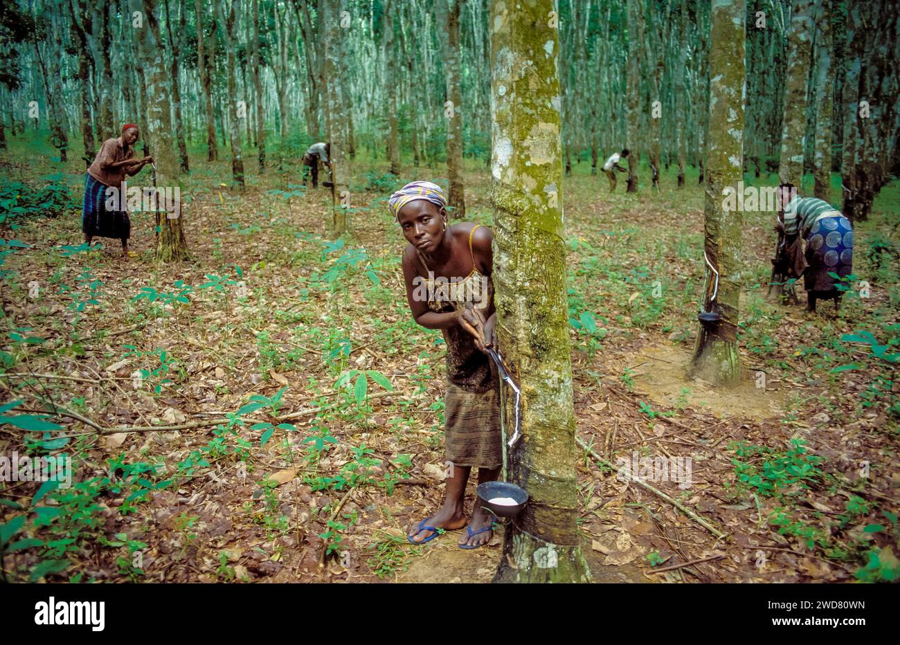 Ivory Coast, Divo state; Woman cutting the bark of a rubber tree to tap ...