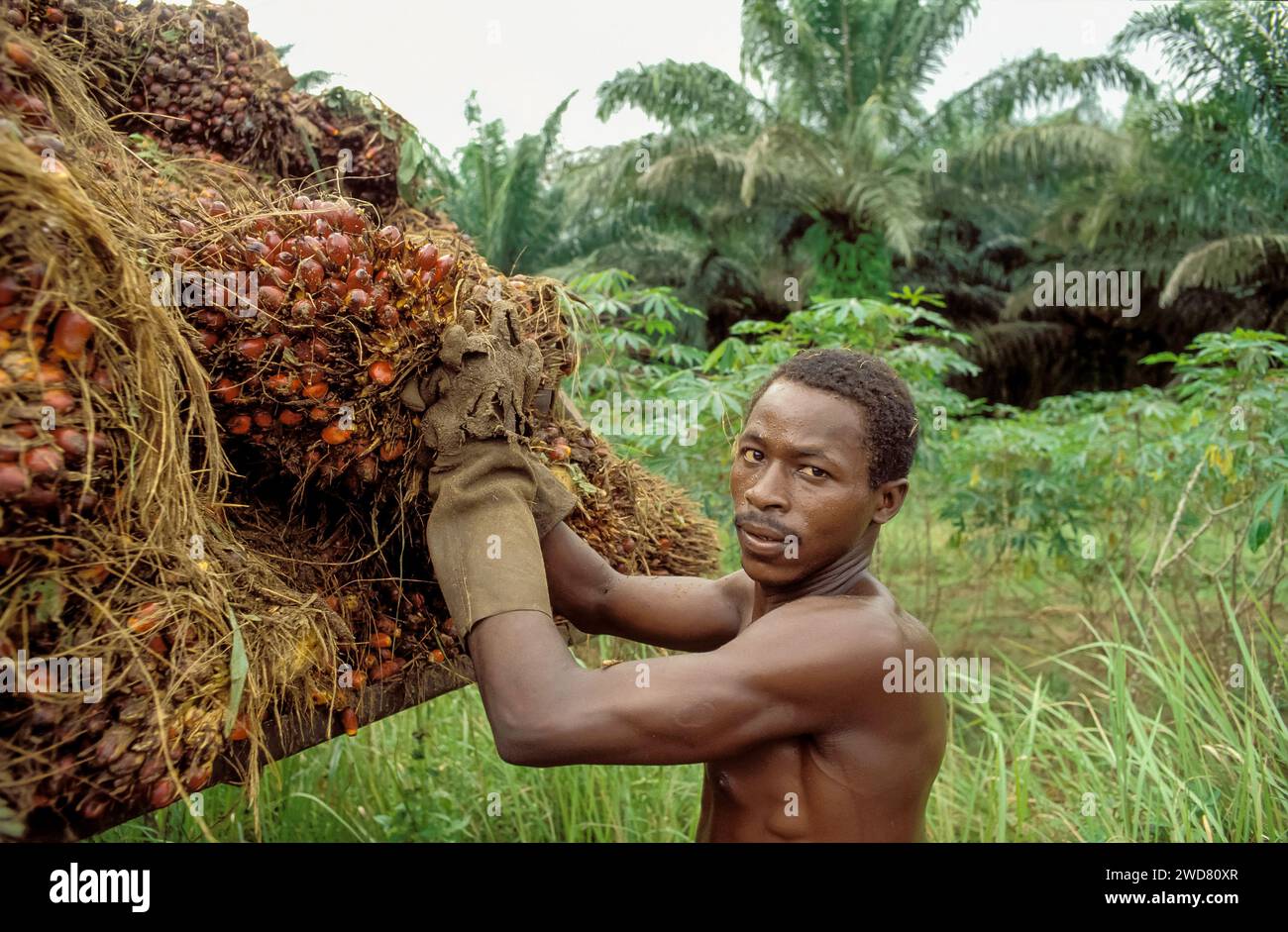 Ivory Coast, Men loading palm nuts, raw produce for palm nut oil, on ...