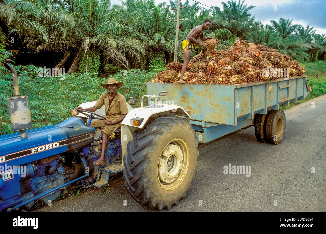 Ivory Coast, Men loading palm nuts, raw produce for palm nut oil, on ...
