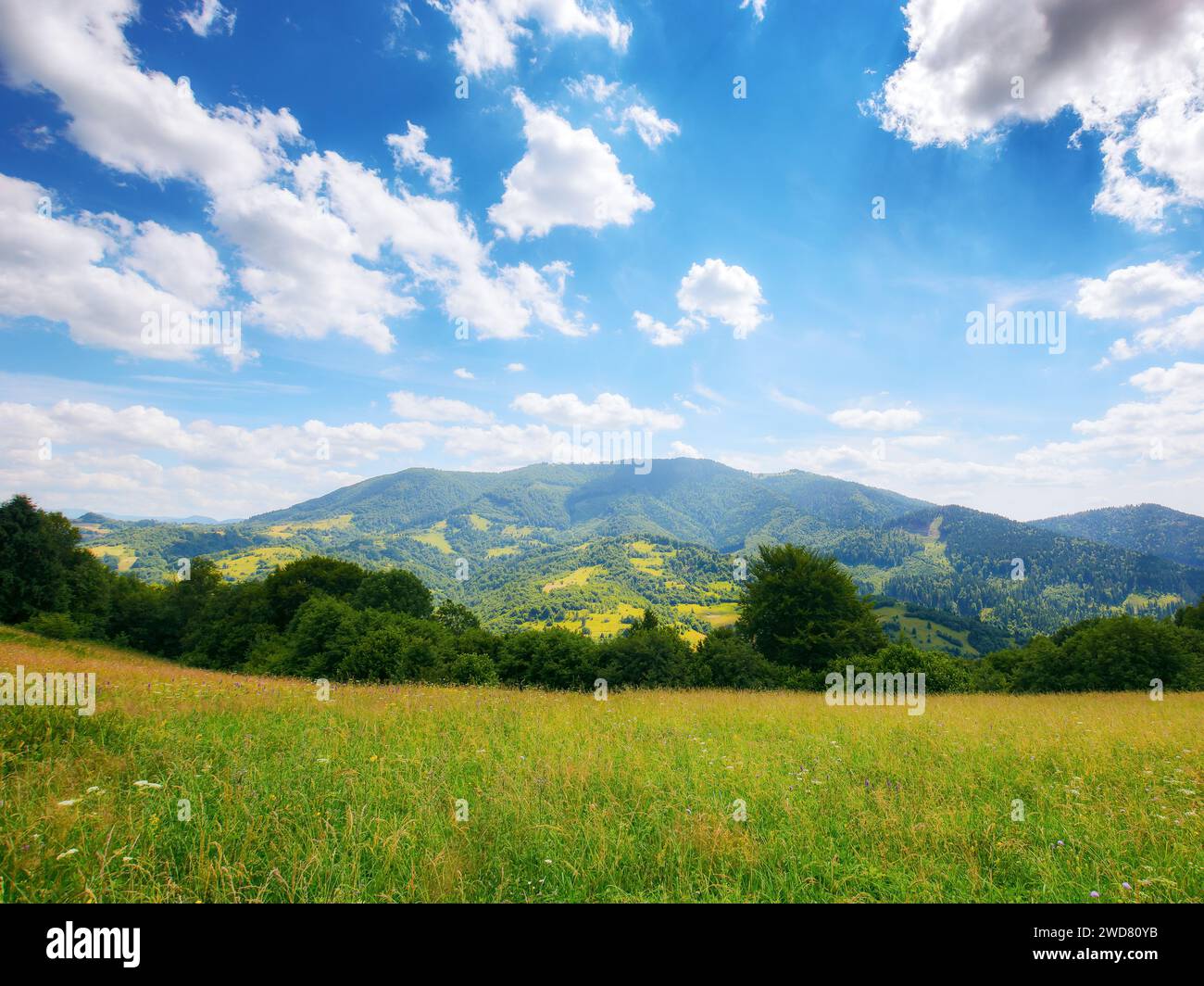 rural landscape of ukrainian highlands with grassy alpine meadows. countryside scenery of ...
