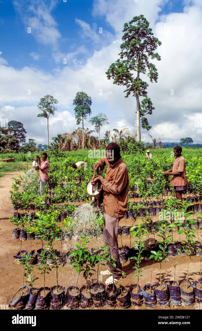 Ivory Coast, Pakidie; Workers watering the small rubber trees at a tree ...