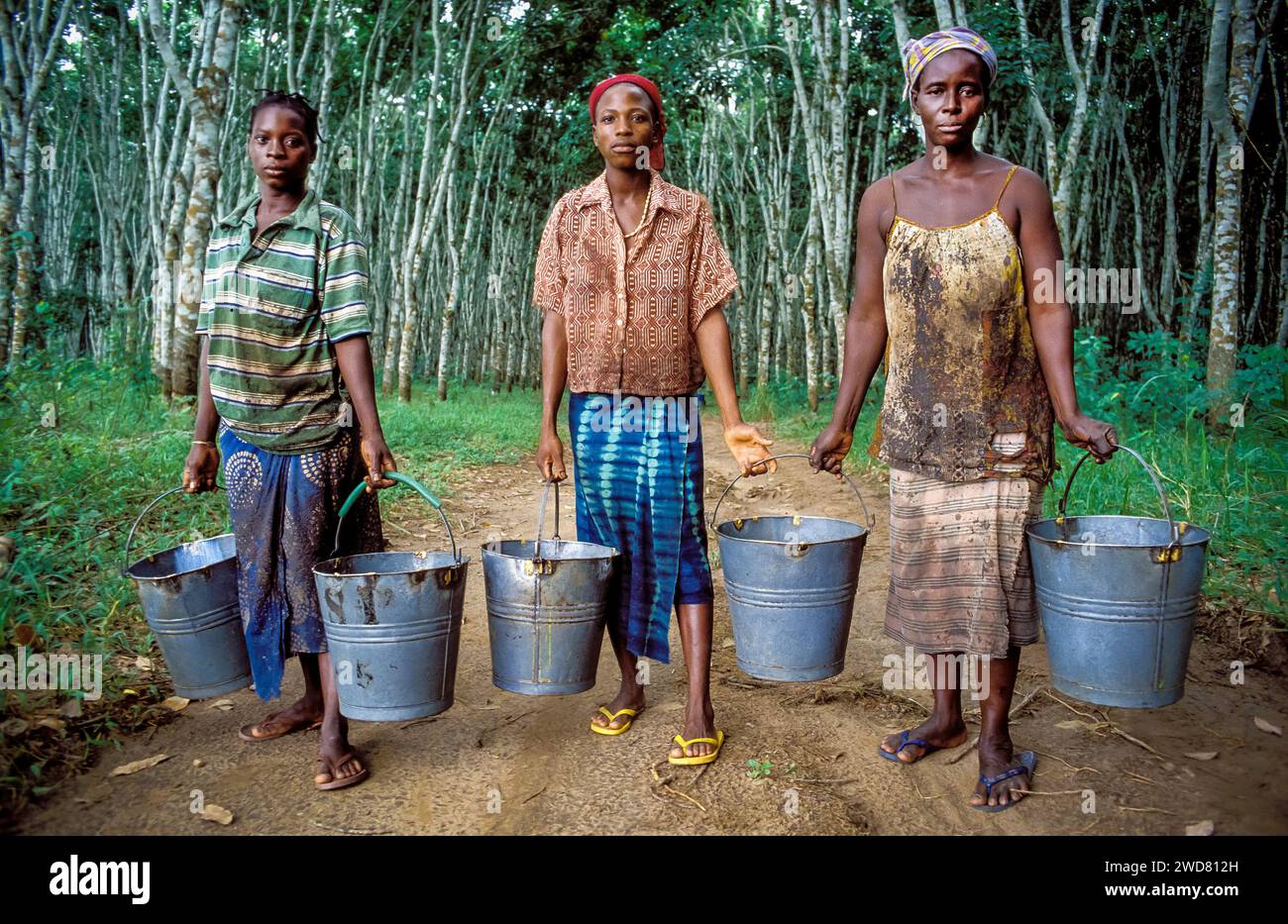 Ivory Coast, Divo state; Three women at the rubber plantation holding ...
