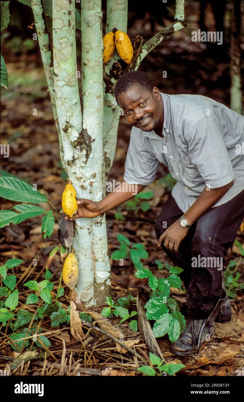 Ivory Coast, Farmer harvesting cacao beans in his plantation Stock ...
