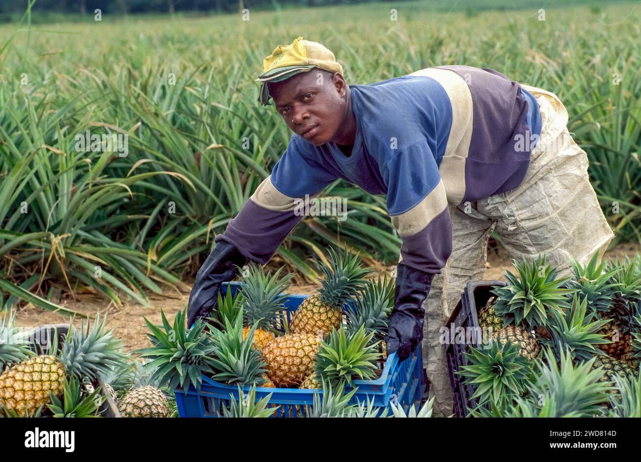 Ivory Coast, Divo; Man harvesting pineapples Stock Photo - Alamy