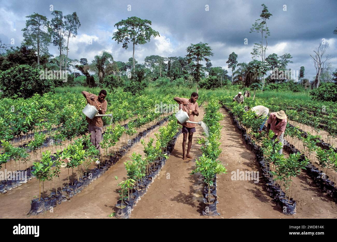 Ivory coast rubber plantation hi-res stock photography and images - Alamy