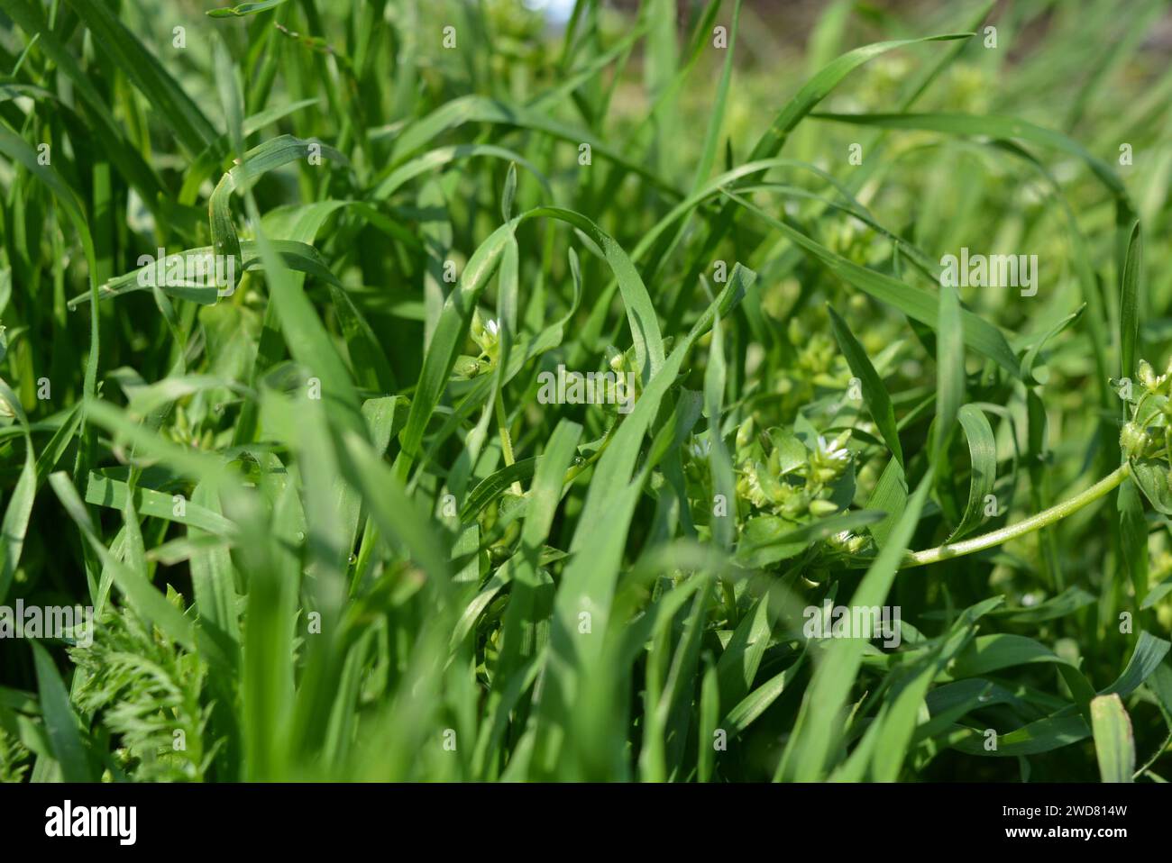 Juicy bright and unusual grass, grass vegetation in the sun, fabulous ...