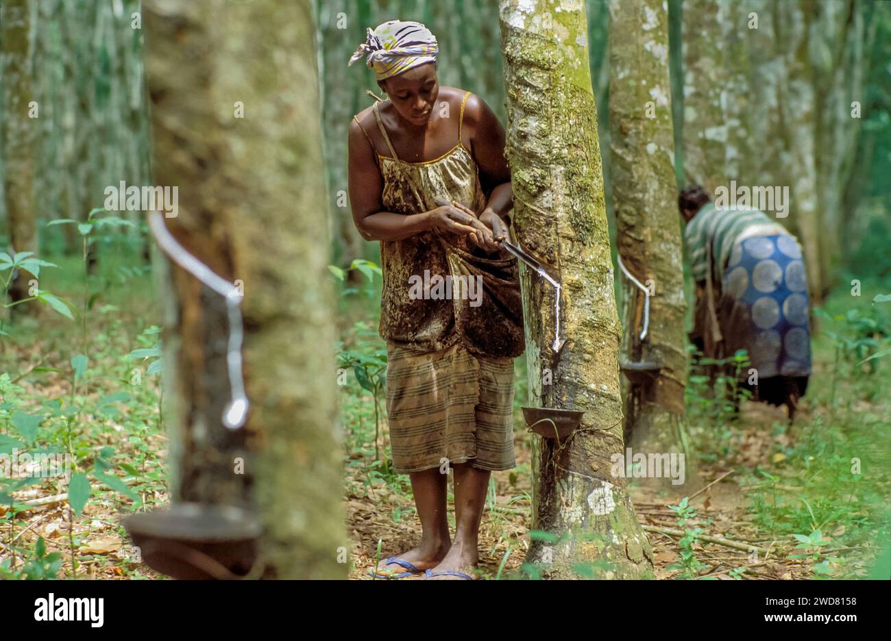 Ivory Coast, Divo state; Woman cutting the bark of a rubber tree to tap ...