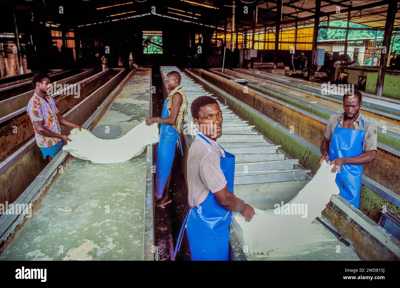 Ivory Coast, Labourors in a rubber producing factory. Latex cakes are ...