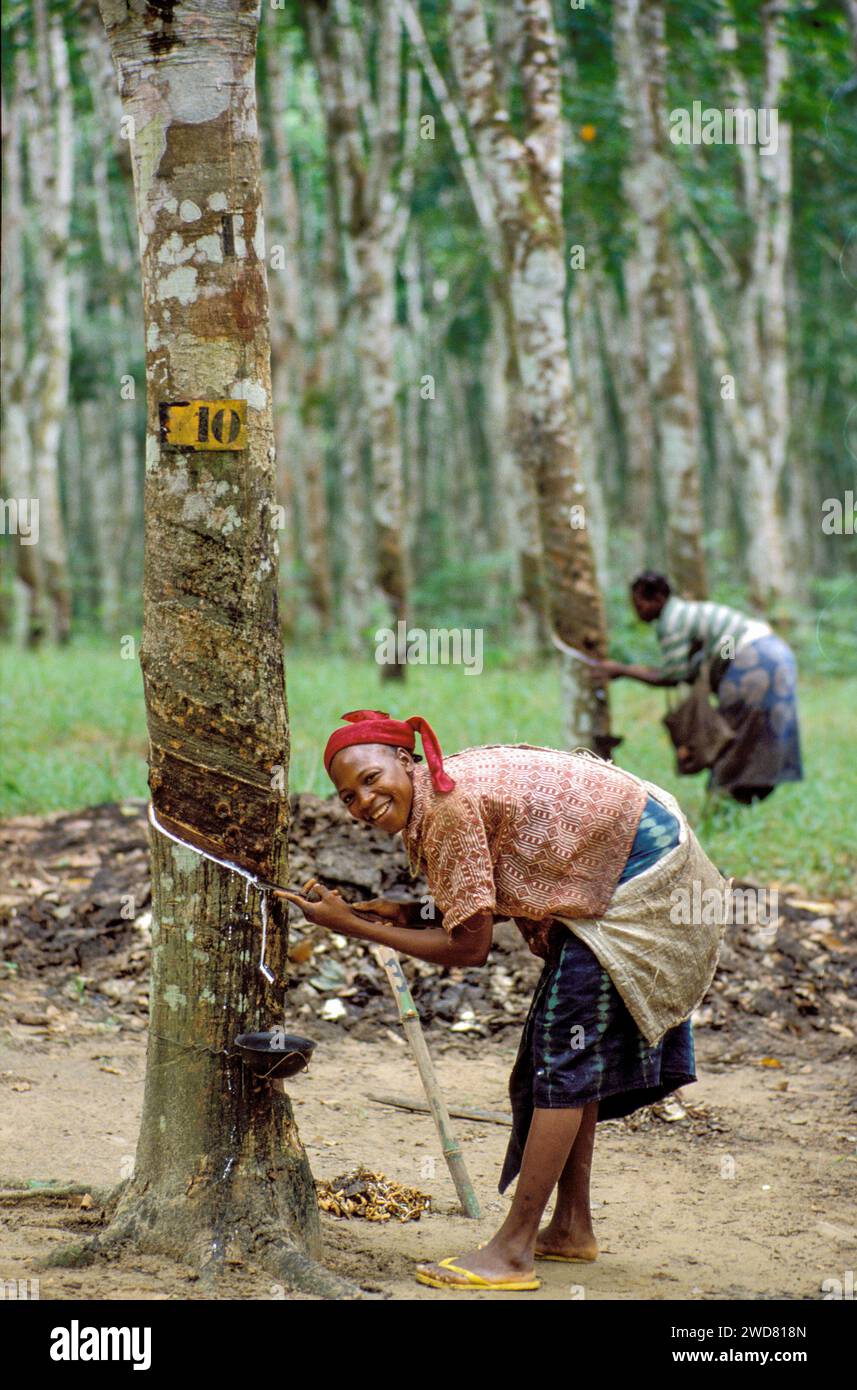 Latex extraction hi-res stock photography and images - Alamy