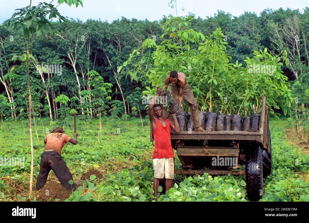 Ivory Coast, Pakidie. Men planting the rubbertrees that just arrived ...