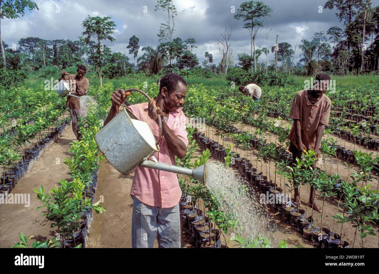 Ivory Coast, Pakidie; Workers watering the small rubber trees at a tree ...