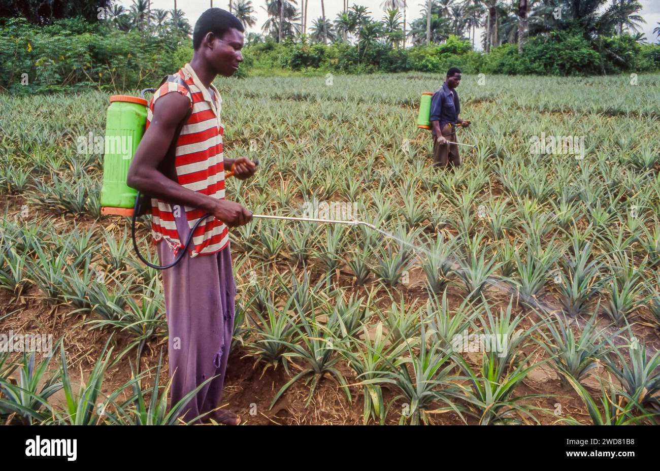 Ivory Coast, Divo; Workers spraying pesticide on pineapple plants Stock ...
