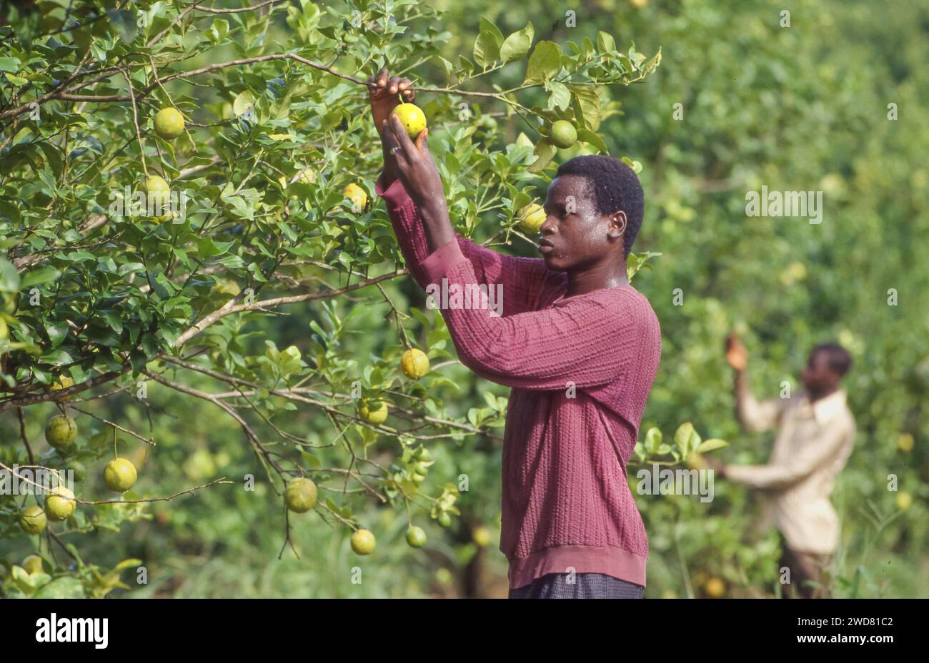 Ivory Coast, Divo; Immigrant from Burkina Faso, of the mossi tribe ...