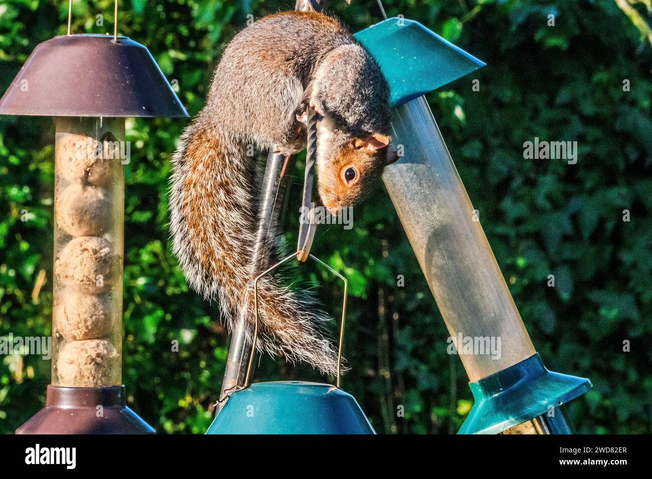 Grey squirrel pest hi-res stock photography and images - Alamy
