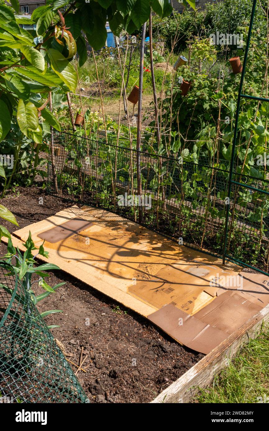 Putting down a layer of cardboard as part of a No Dig vegetable garden ...