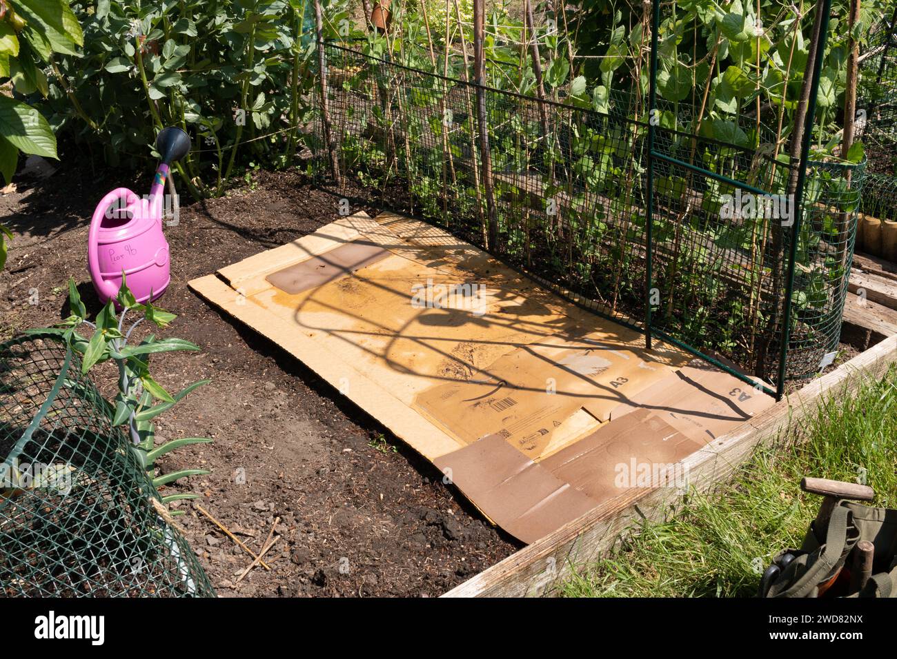 Putting down a layer of cardboard as part of a No Dig vegetable garden ...