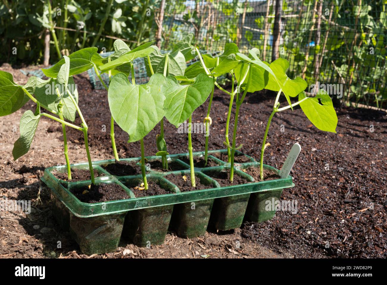 Dwarf bean hi-res stock photography and images - Alamy