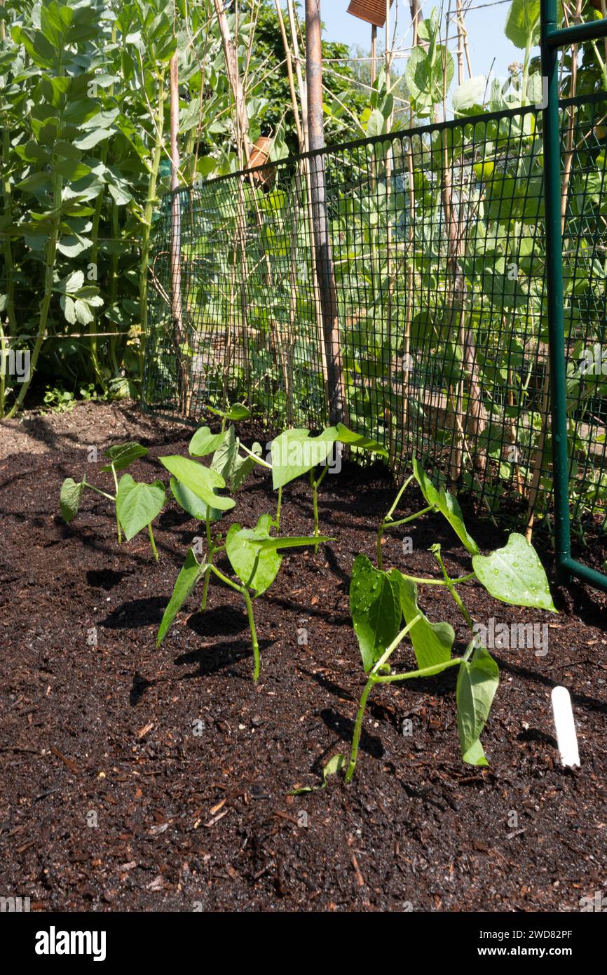 Dwarf green bean seedlings in Spring, Cambridge, UK Stock Photo - Alamy