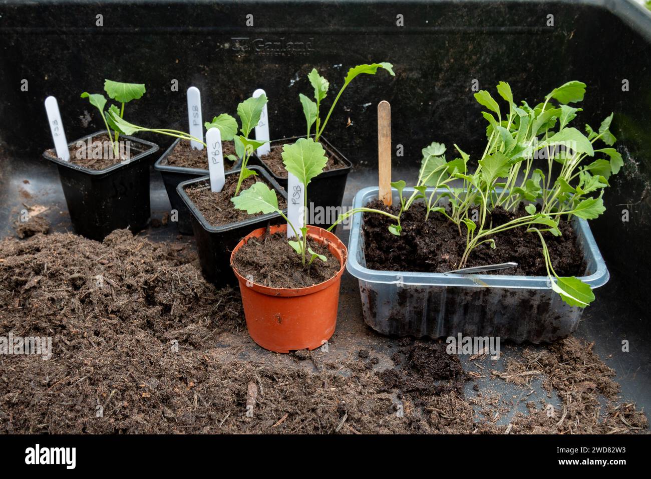 Purple Sprouting Broccoli vegetable seedlings ready to be potted on ...