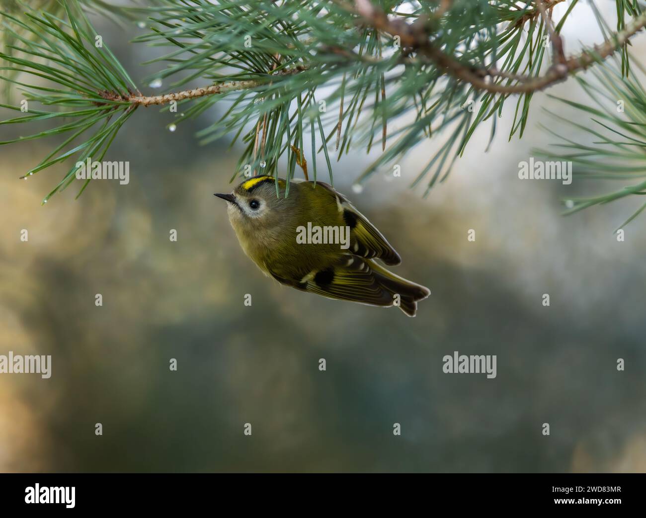 Goldcrest captured in chorley cemetery hi-res stock photography and ...