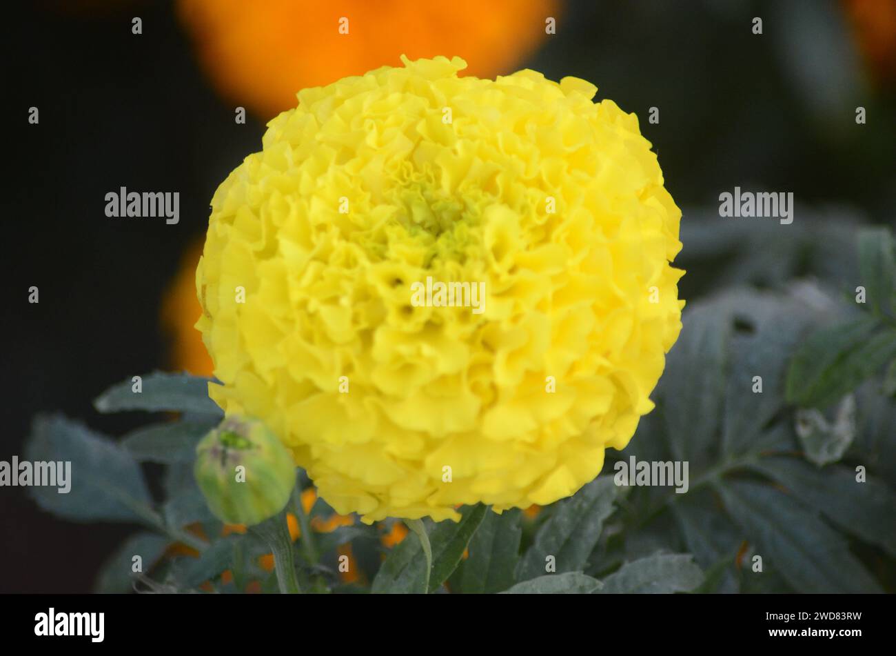 Like zoom hi-res stock photography and images - Alamy