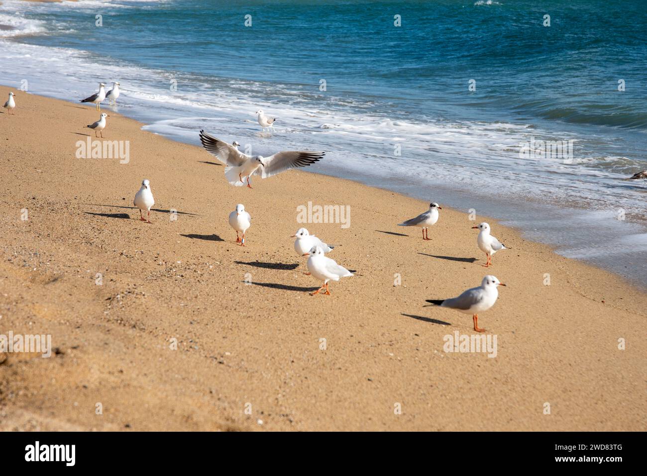 Seagulls grace the sunny Mar Bella Beach in Barcelona, a serene coastal ...