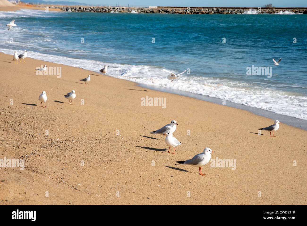 Seagulls grace the sunny Mar Bella Beach in Barcelona, a serene coastal ...