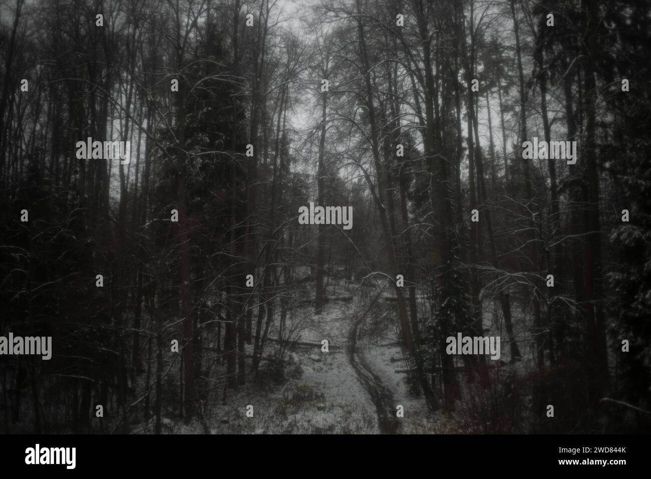 Mystical path in the forest. Devil's Mountain in winter. A big climb up ...