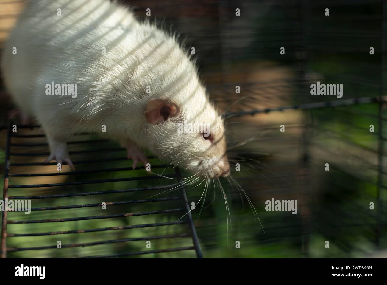 Rat in a cage. Rodent behind bars. White rat. Small size pet Stock ...