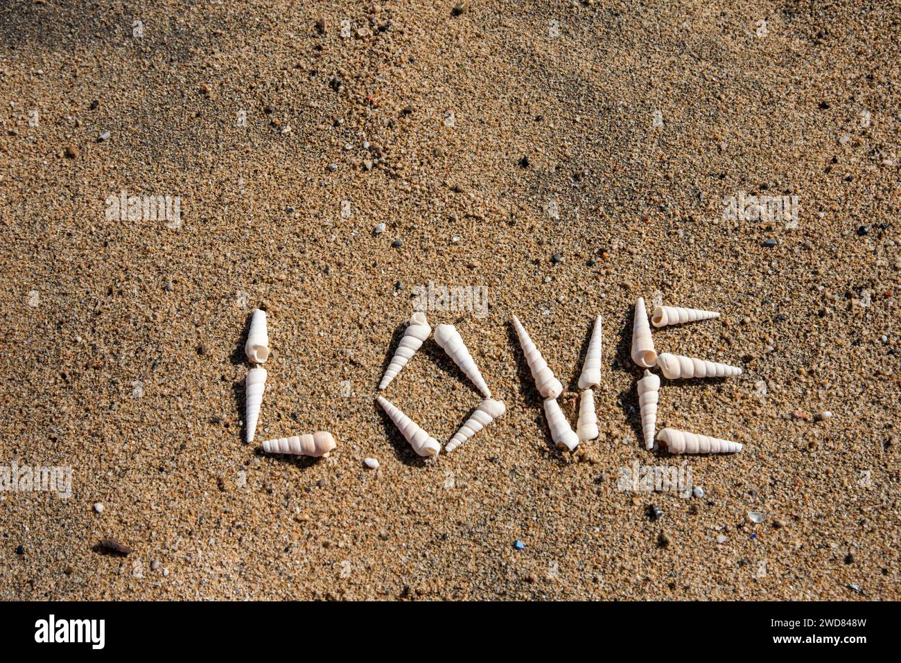 Love whispers in seashell serenade: Coastal romance scripted with white ...