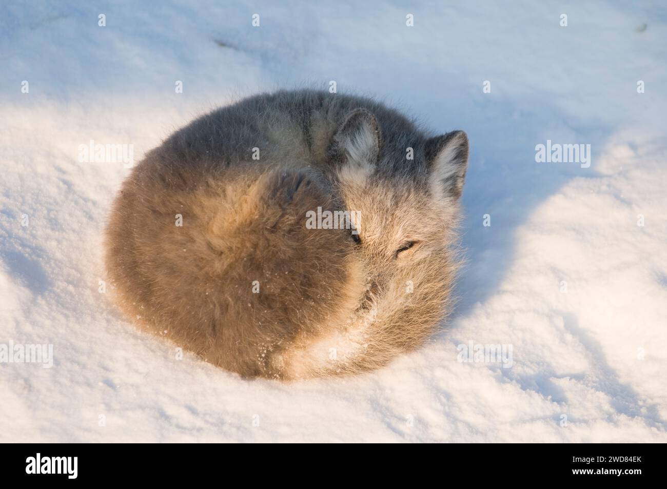 arctic fox Alopex lagopus changing into its winter coat rests on the ...