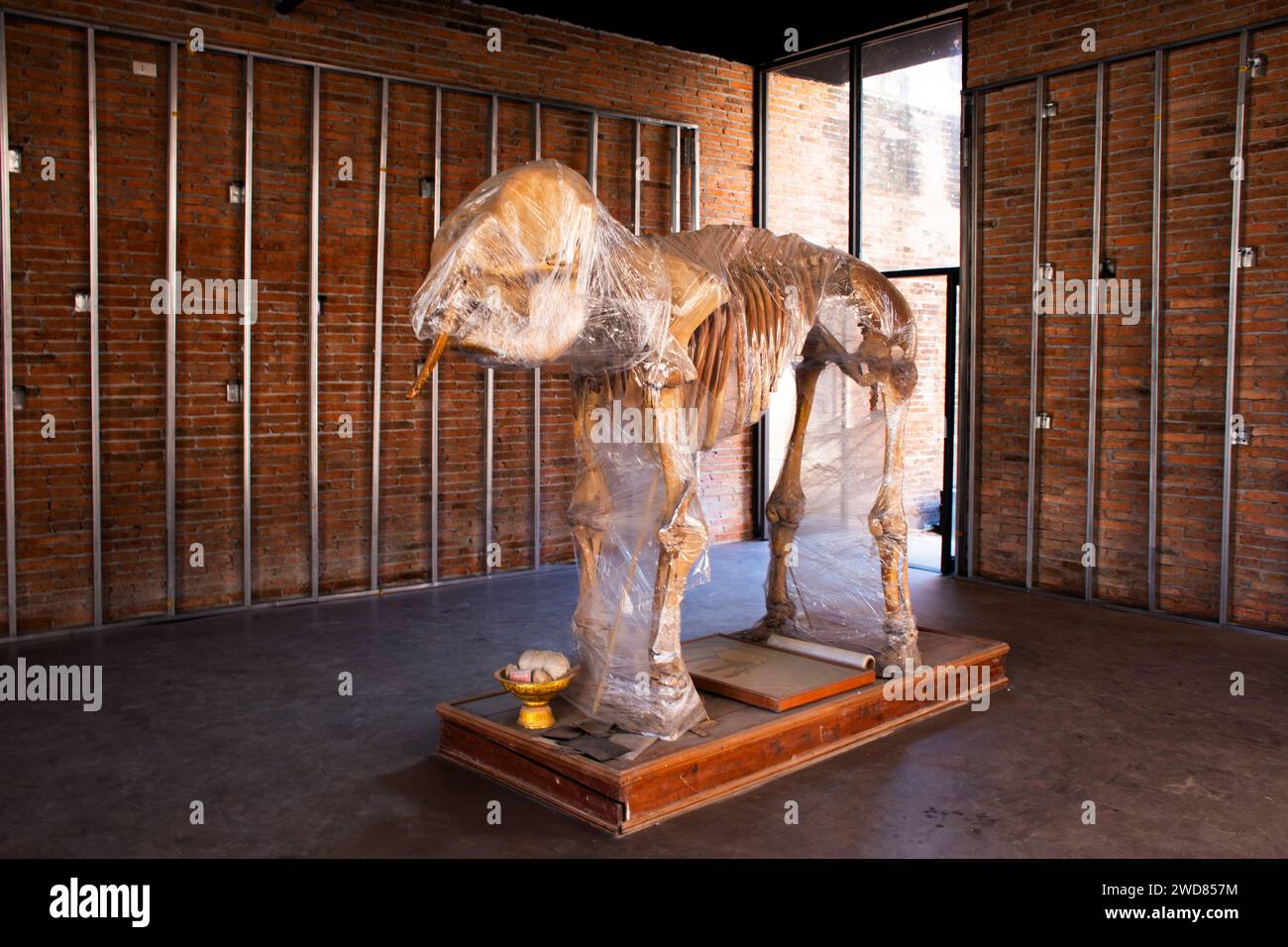 Interior building of Elephants museum and skeletal of Elephant for thai ...