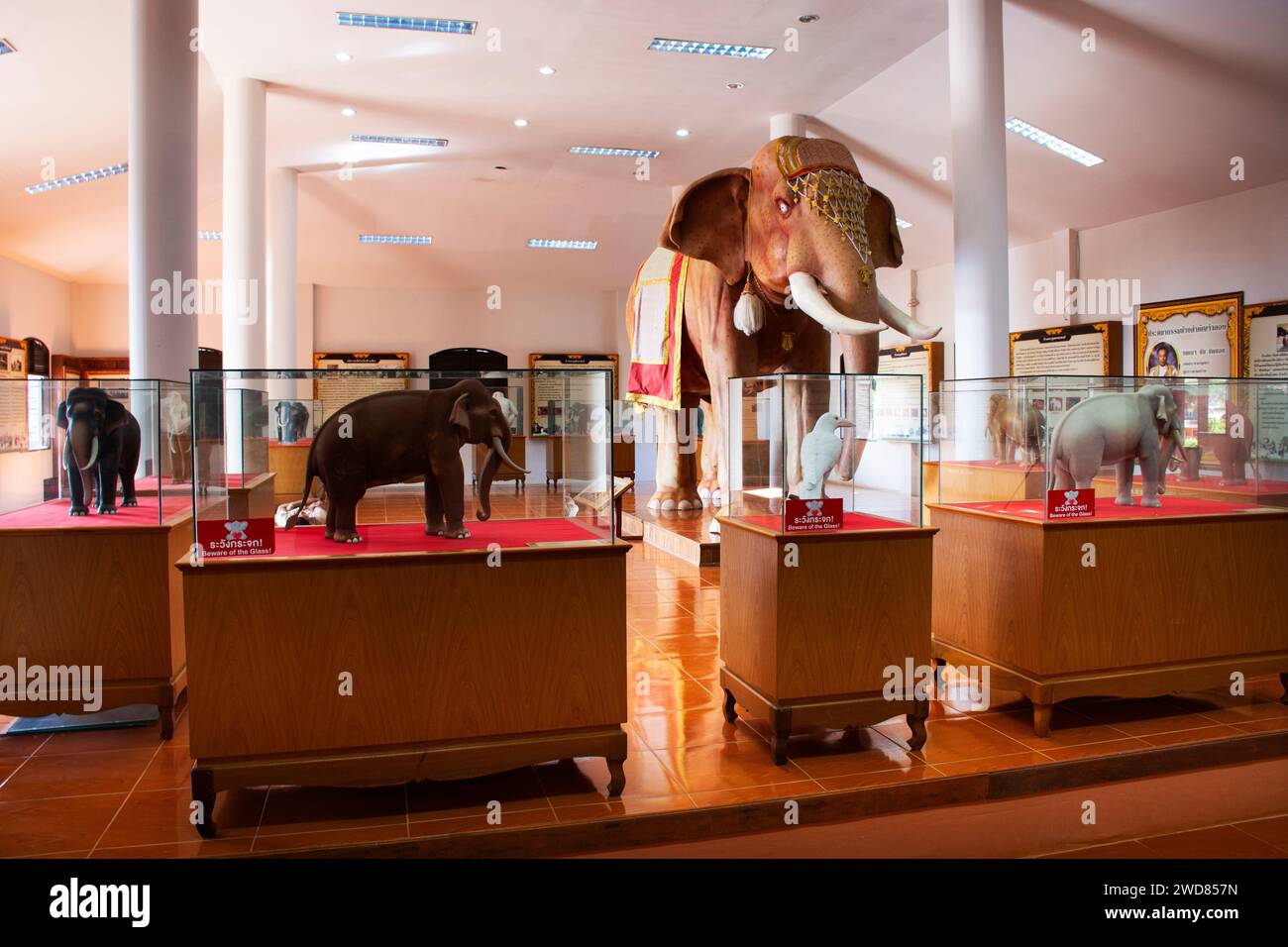 Interior building of Elephants museum and Taxidermy animal for thai ...