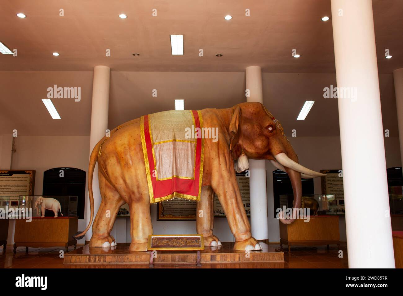 Interior building of Elephants museum and Taxidermy animal for thai ...