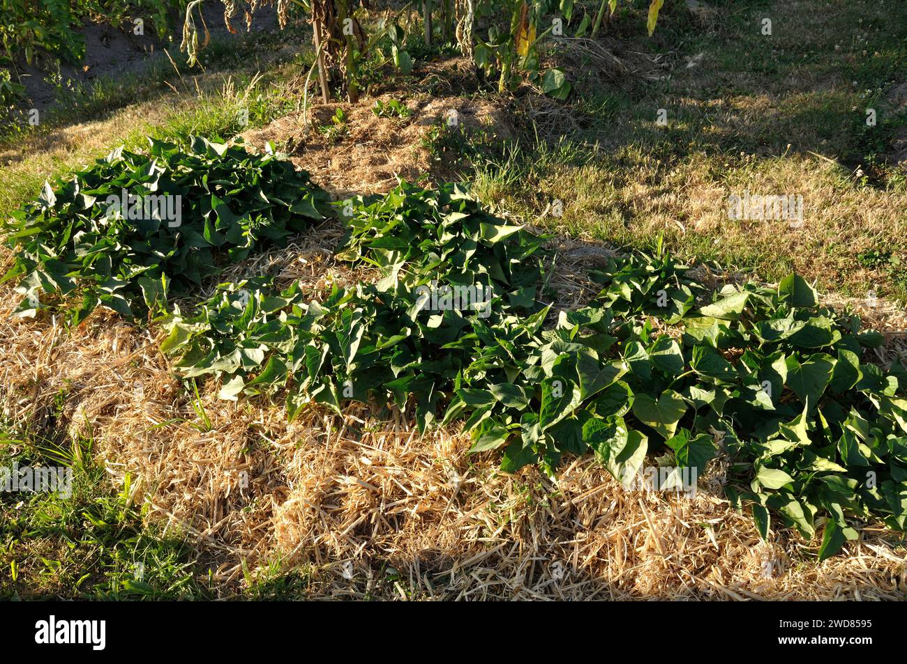 Permaculture mound in a vegetable garden Stock Photo - Alamy