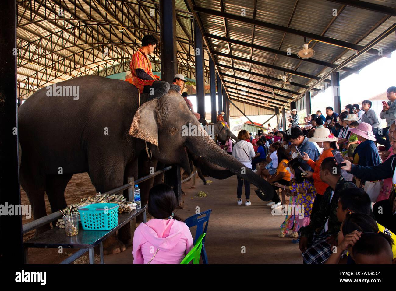 Interior design building hall of Ban Ta Klang or Taklang Elephant ...