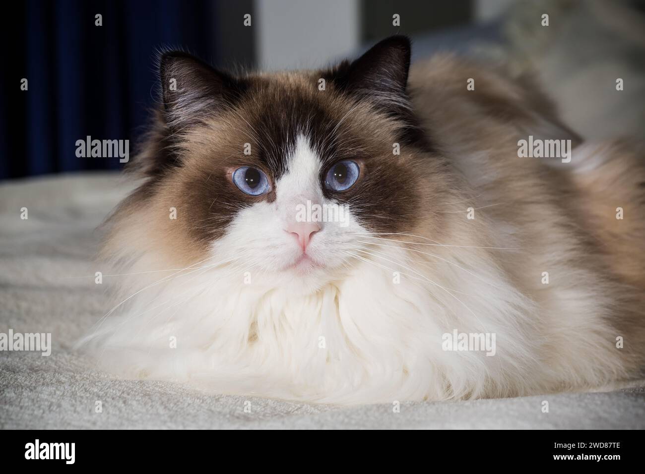 Beautiful young white purebred Ragdoll cat with blue eyes, on the bed ...