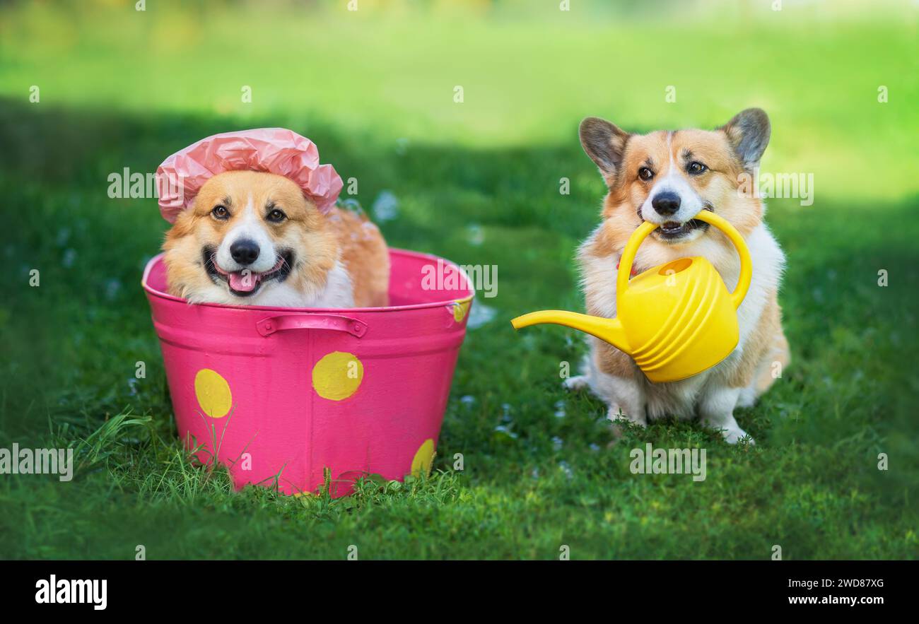 two funny corgi dog puppies wash in a trough in the garden in summer on ...
