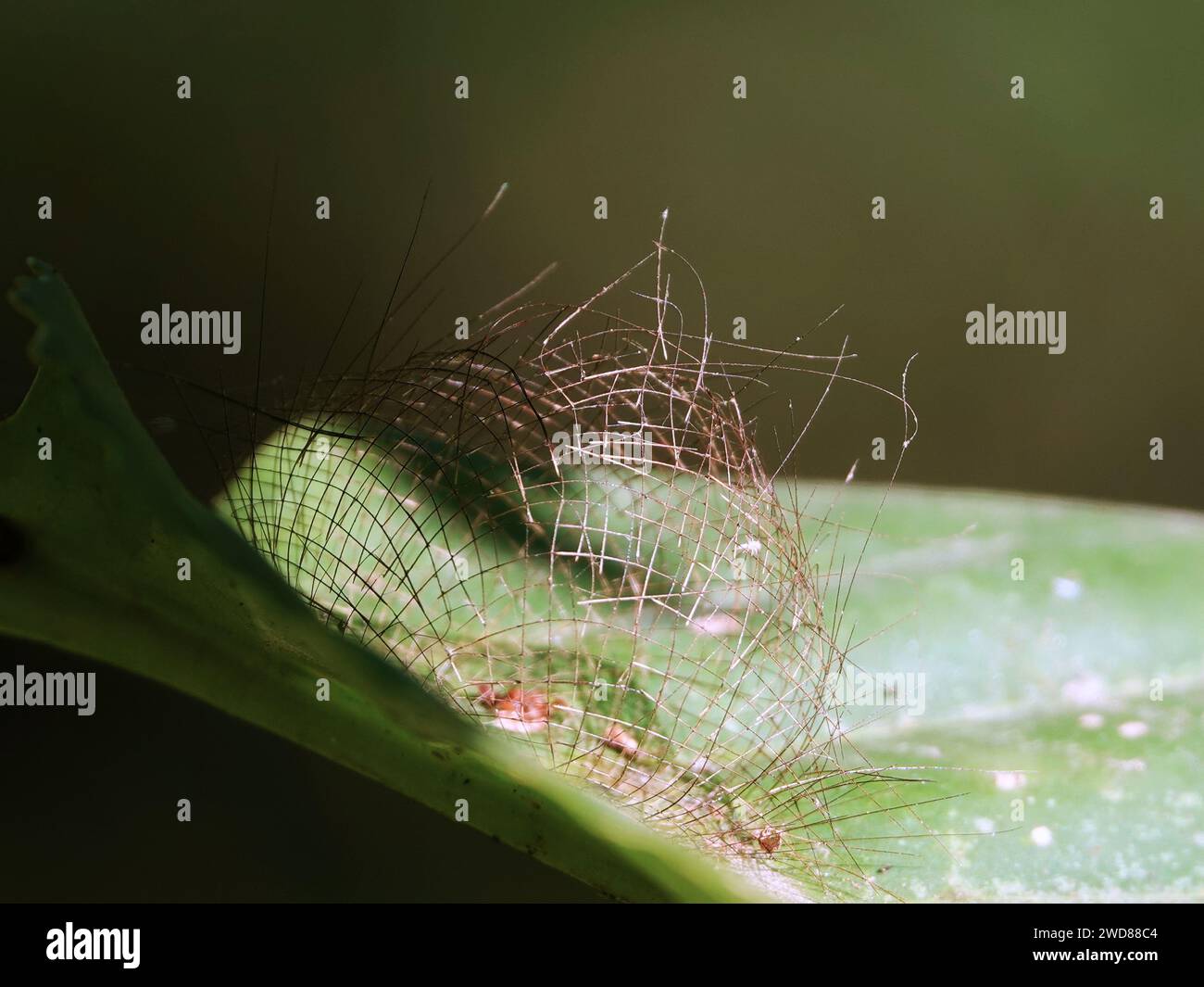 Intricate net like structure hi-res stock photography and images - Alamy