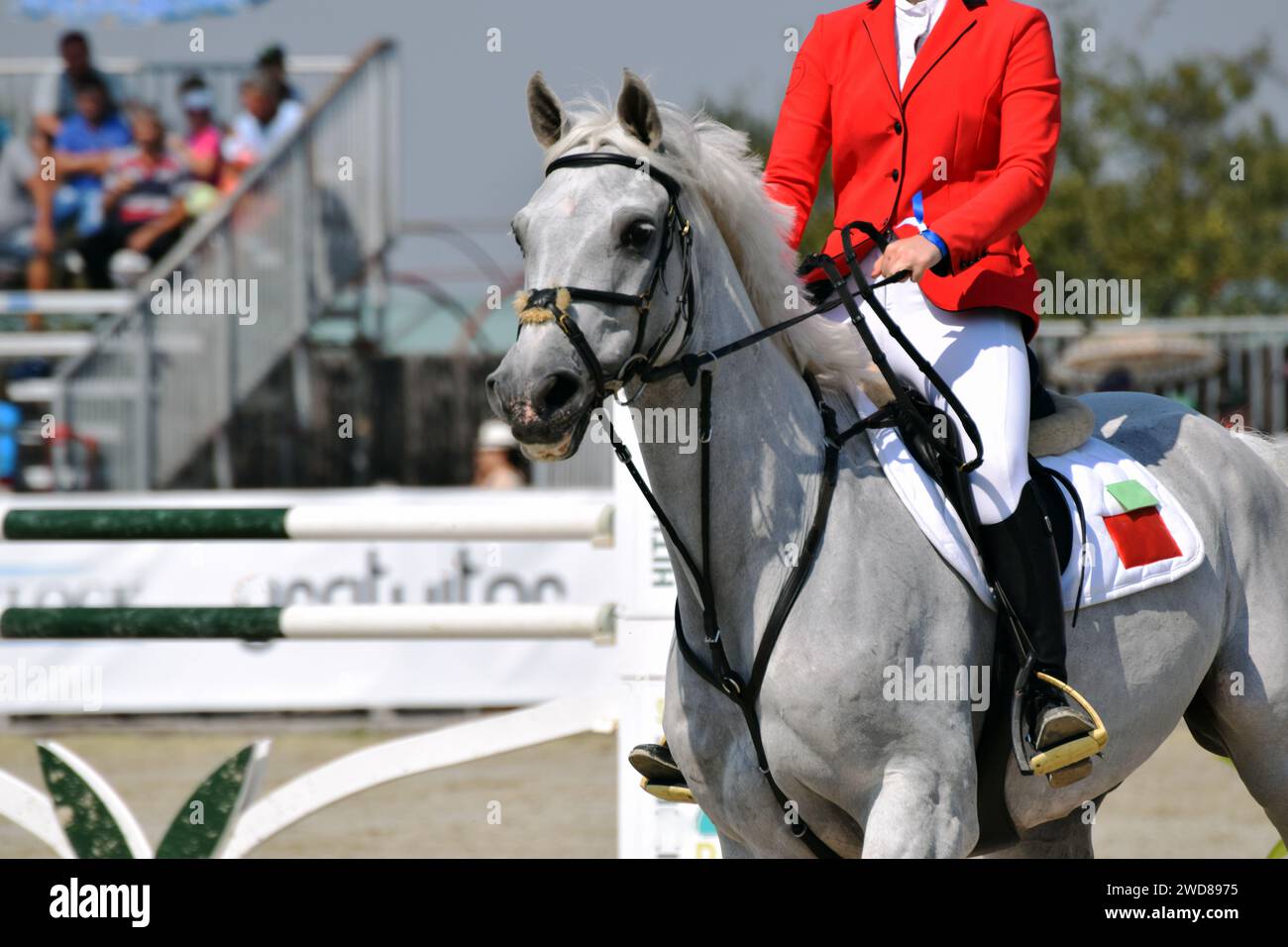 A beautiful white horse participating in an equestrian competition ...
