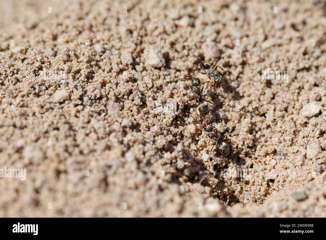 Formica fusca ant hi-res stock photography and images - Alamy