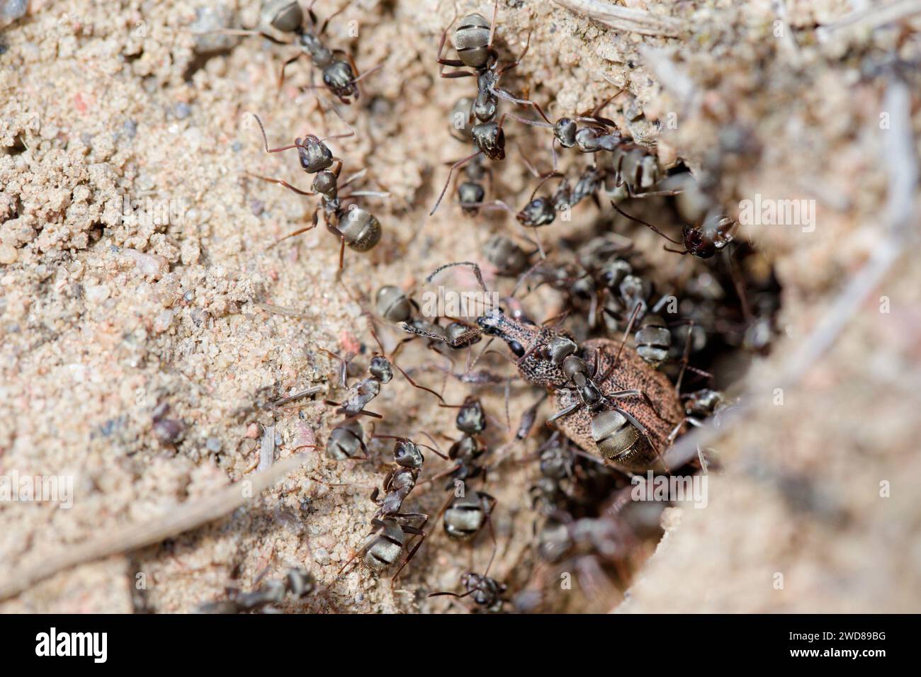 Nest of the black-colored ants (Formica fusca Stock Photo - Alamy