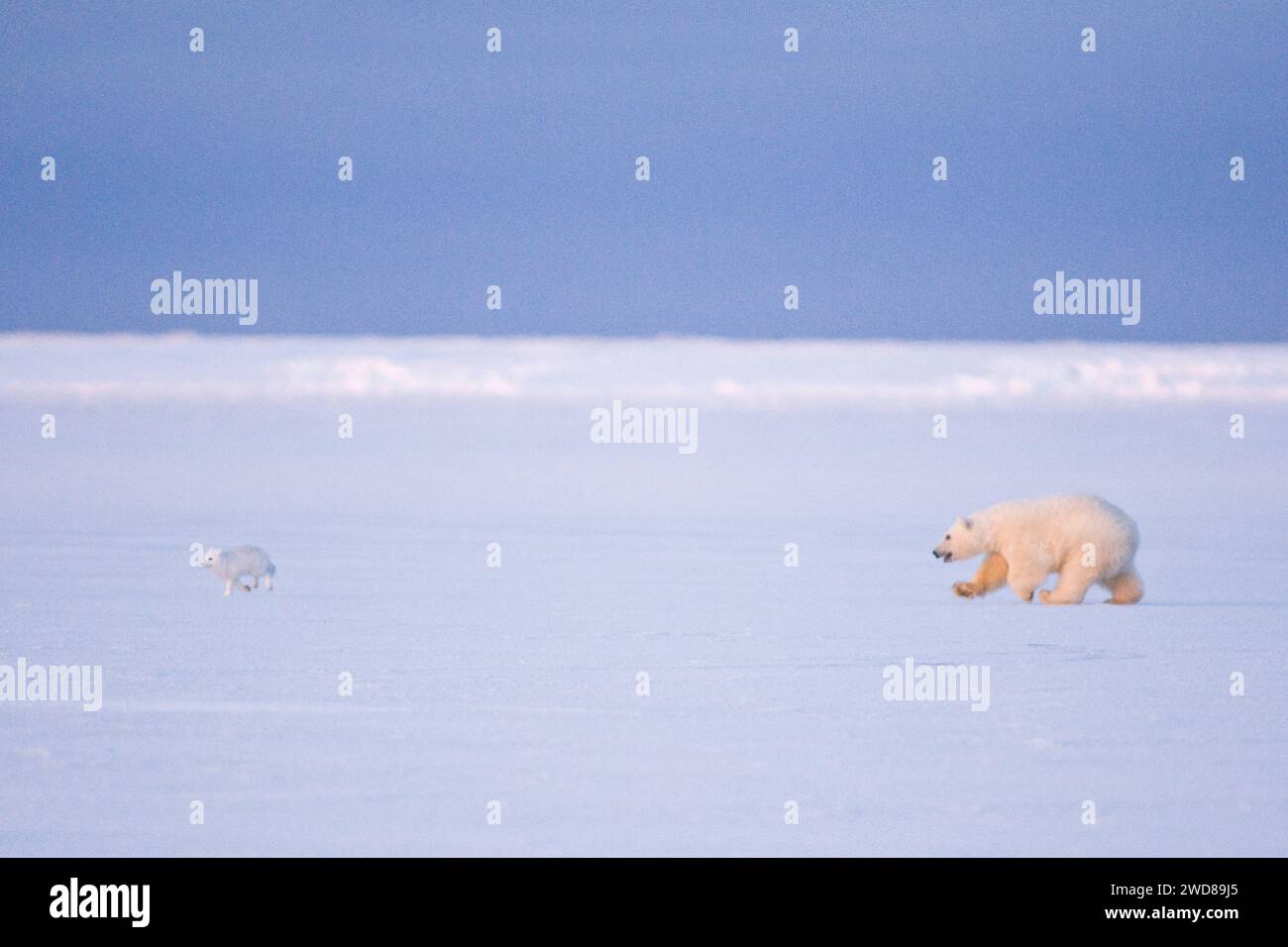 Young polar bear, Ursus maritimus, attempts to catch an arctic fox ...