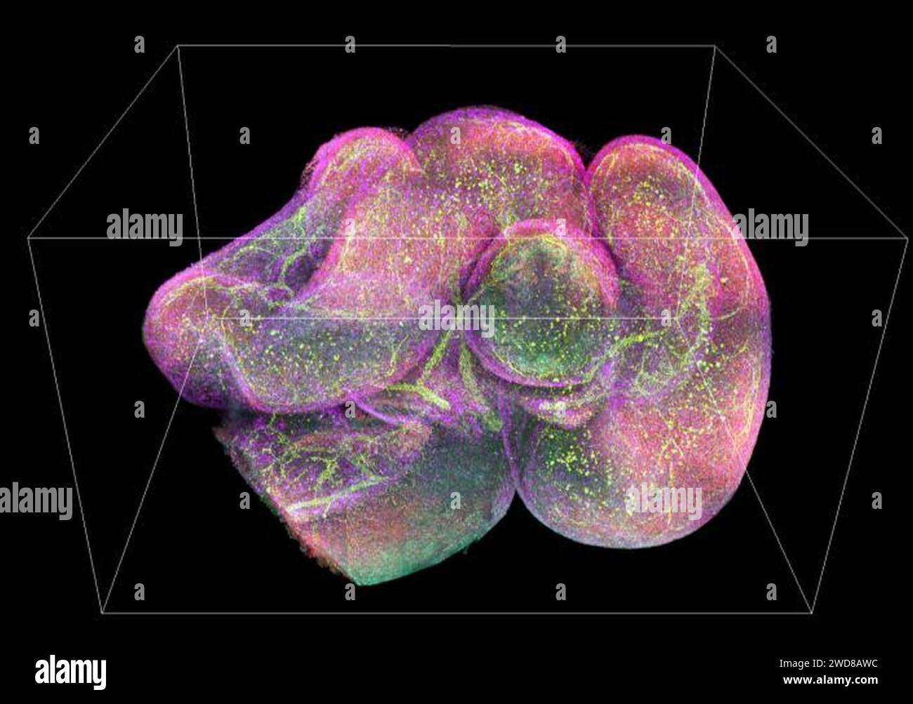 3D image of mouse intestine (50069993586 Stock Photo - Alamy