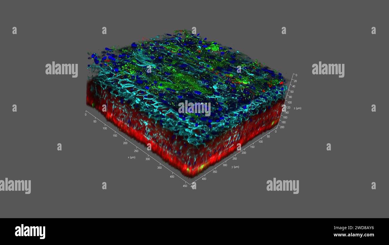 3-D Image of Bioprinted Skin Tissue (28746740398 Stock Photo - Alamy