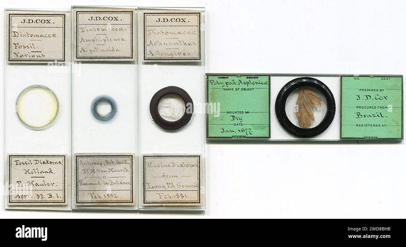 4 Microscope slides by Jacob Dolson Cox Stock Photo - Alamy