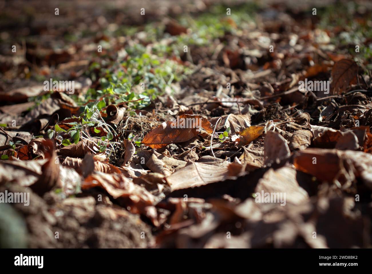 Macro ecosystem hi-res stock photography and images - Alamy