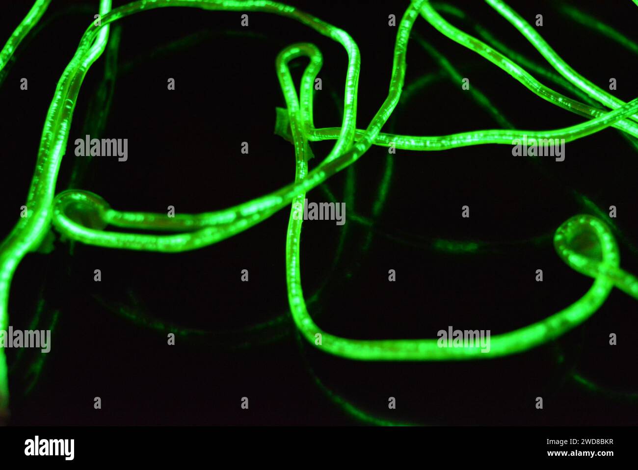 Toxic green lime lighting with specific pattern neon electroluminescent ...