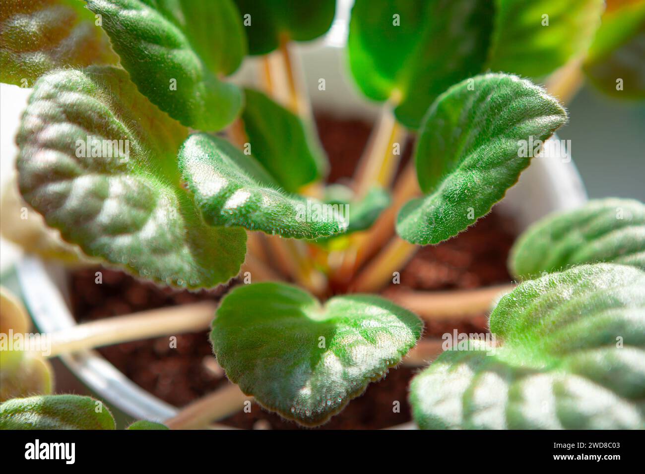 Seedlings of African violet in a pot , green tropical leaves Stock ...